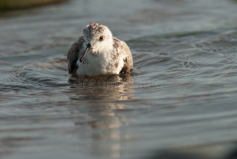 A washing wader stock image. Image of ornithology, animal - 32006085