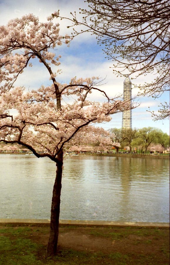 Washington the Cherry Blossom Tree 1999 Stock Photo - Image of blossom ...