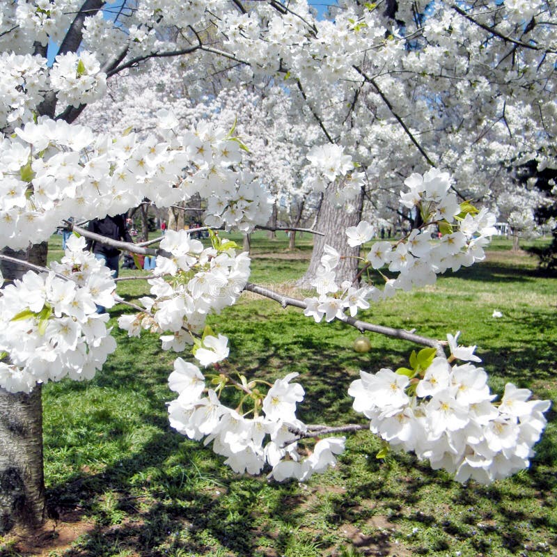 Washington Cherry Blossom Tree March 2010 Stock Image - Image of ...