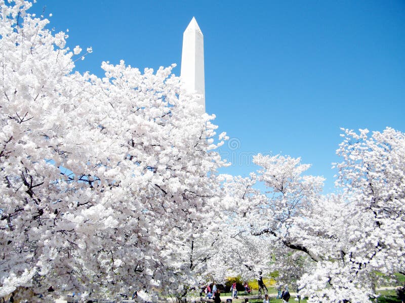 Washington Cherry Blossom Tree Near Monument March 2010 Stock Image ...