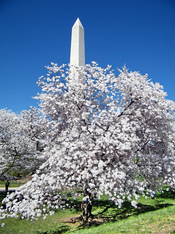 Washington Cherry Blossom Tree Near Monument 2010 Stock Image - Image ...