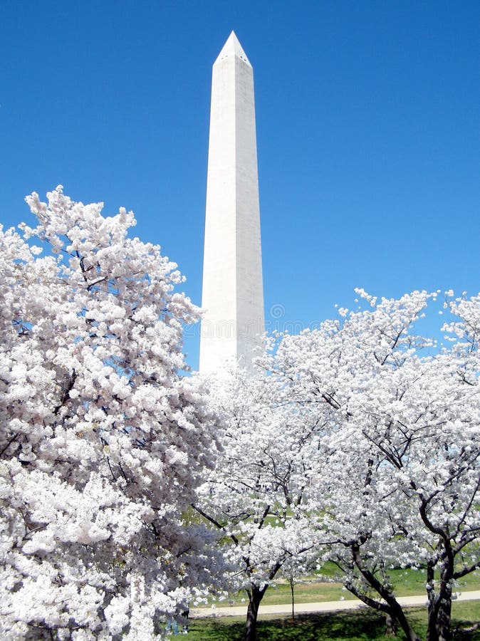 Washington Cherry Blossoms Around Washington Monument 2010 Stock Photo ...