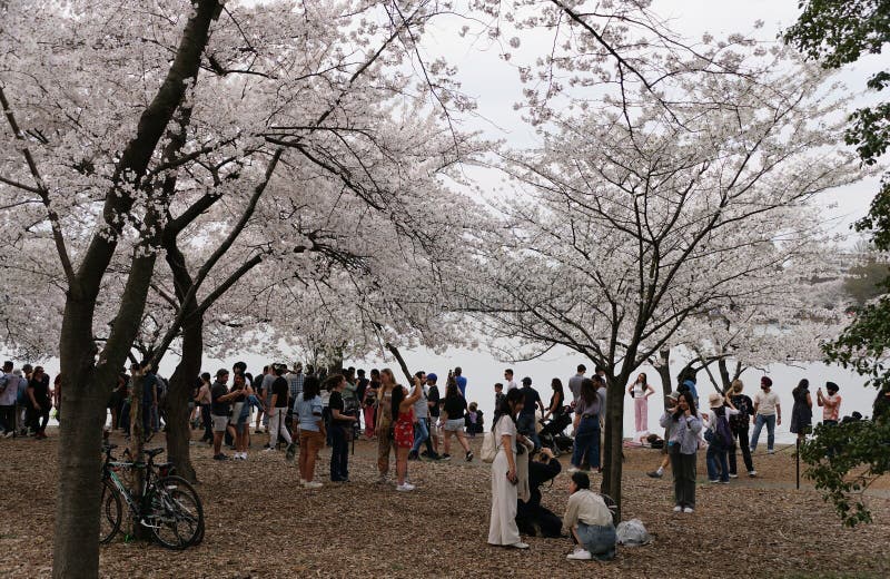 A Crowd Gathers Beneath a Canopy of Cherry Blossoms, Enjoying the ...