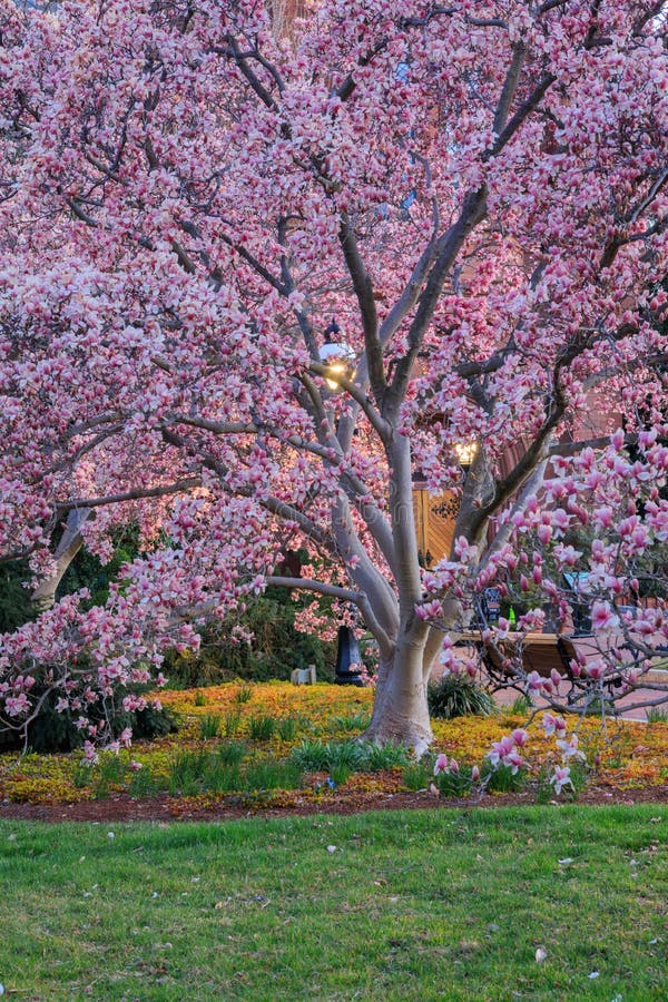 Arbre De Magnolia Dans Le Washington DC Photo stock - Image du fleurs ...