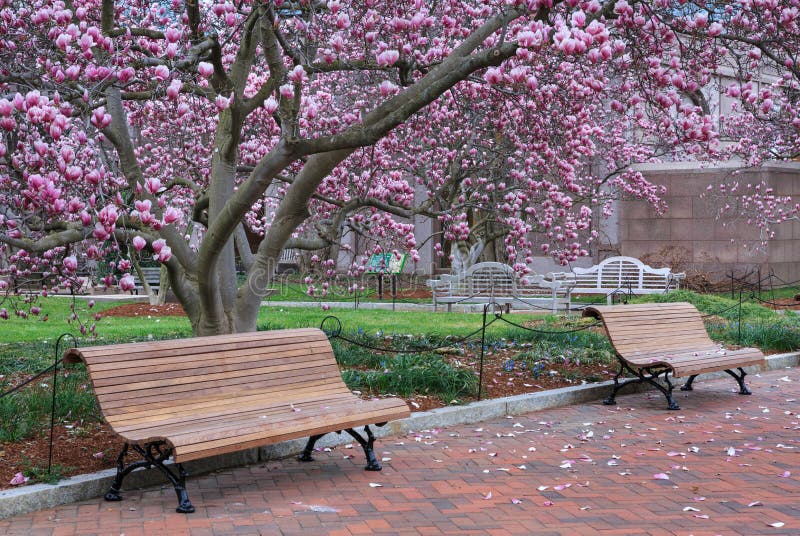Washington DC Park Benches Magnolia Trees Stock Image - Image of ...