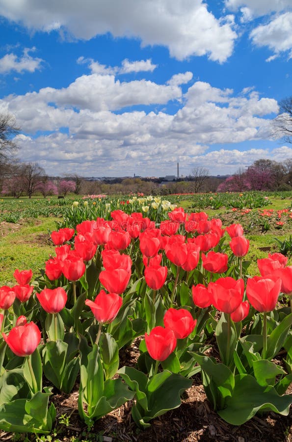 Washington DC Rosso Arlington Ridge Park Vertical Dei Tulipani Immagine ...