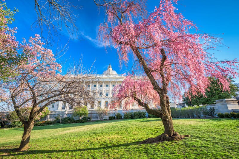 Washington DC Spring stock image. Image of capitol, nature - 97714203