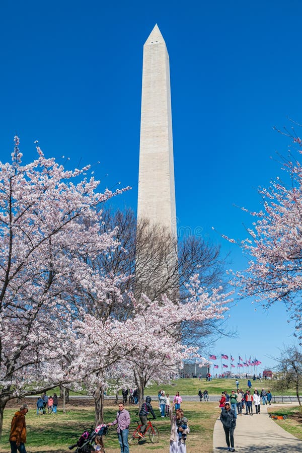 Washington DC. Tourists Under the Cherry Blossom Tree at the Washington ...