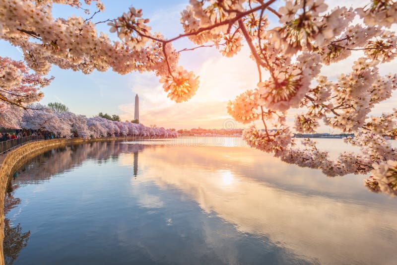 Washington DC, USA at the Tidal Basin with Washington Monument during ...