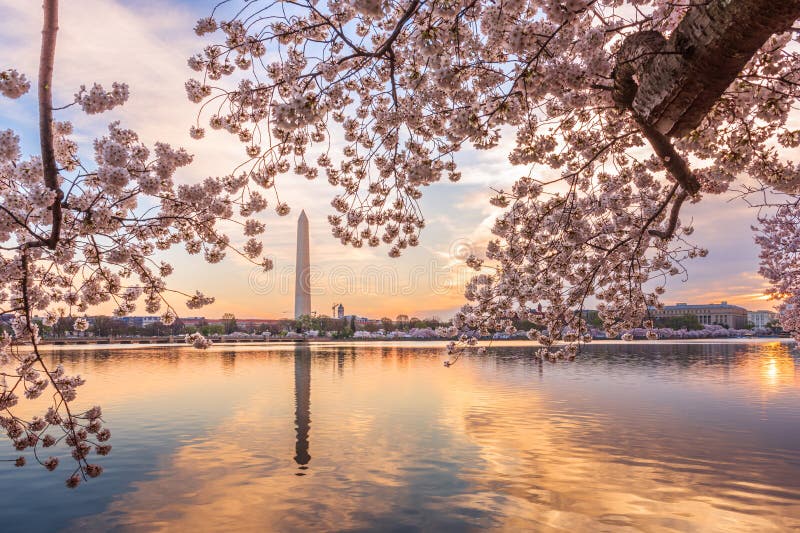 Washington DC, USA at the Tidal Basin with Washington Monument during ...