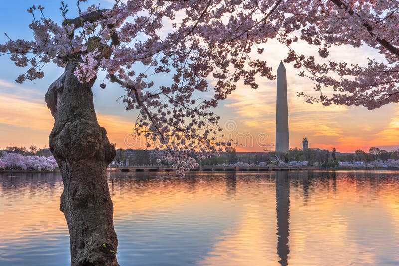 Washington DC, USA at the Tidal Basin with Washington Monument Stock ...