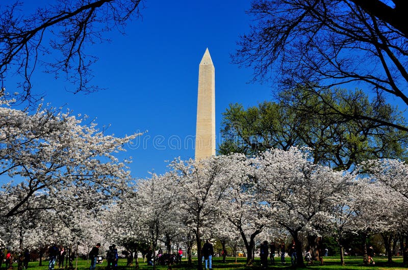 Washington, DC: Washington Monument Und Blühender Cherry Trees ...