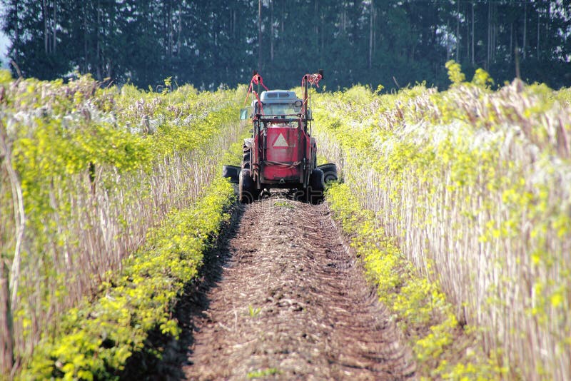 Washington Farmer Trimming Raspberry Crop Stock Image - Image of plant ...