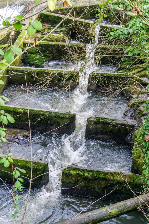 Washington Fish Ladder 3 stock image. Image of rapids - 267153833