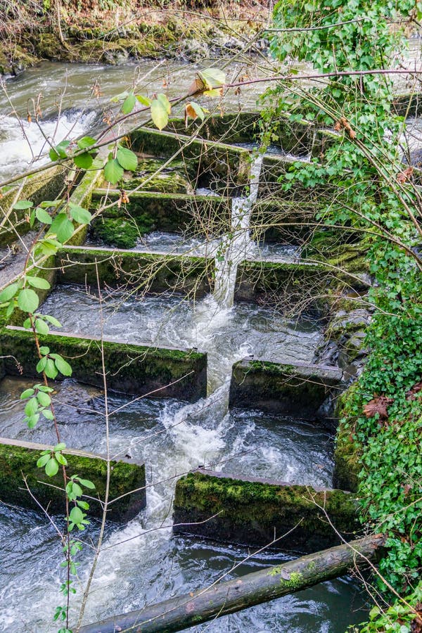 Washington Fish Ladder 2 stock photo. Image of ecology - 267751112