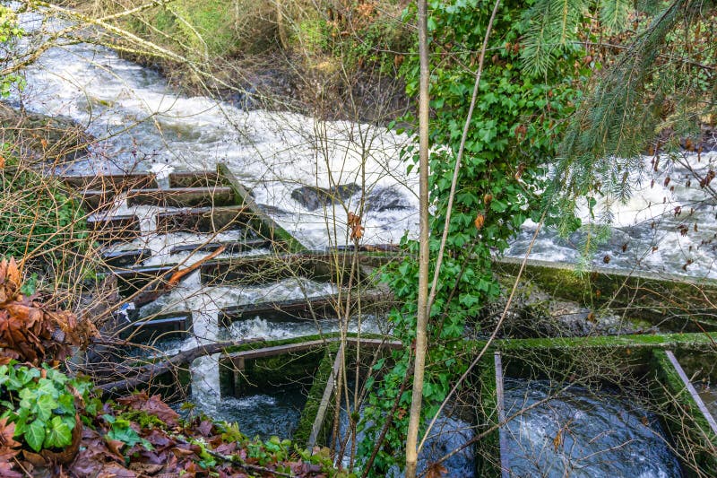 Washington Fish Ladder stock photo. Image of water, deschutes - 271326168
