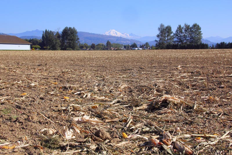 After the Washington Harvest Stock Photo - Image of states, collected ...