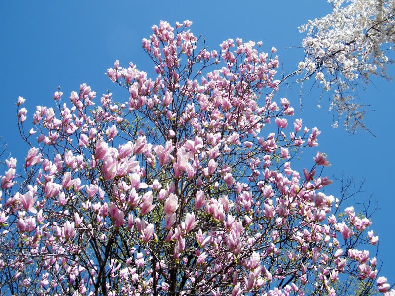 Washington Magnolia and Cherry Blossom March 2010 Stock Photo - Image ...