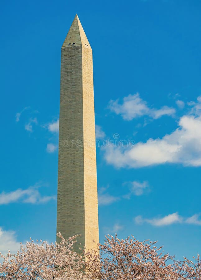 The Washington Monument during Cherry Blossom Stock Image - Image of ...