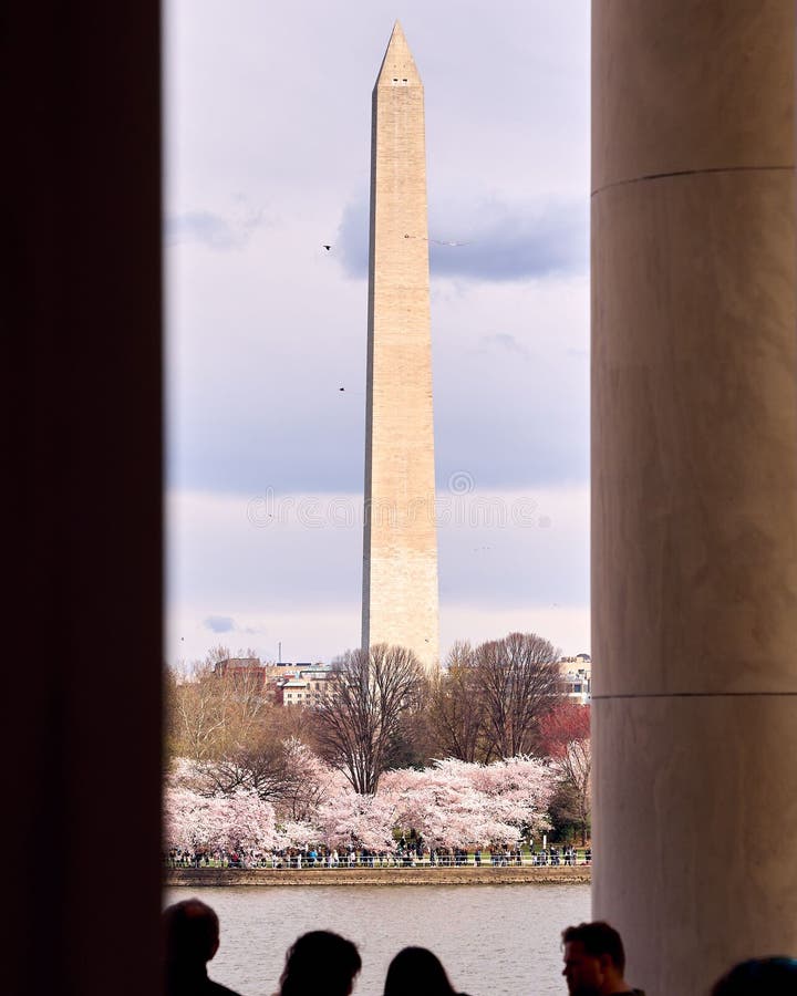 Washington Monument with Cherry Blossom Trees and River at Tidal Basin ...