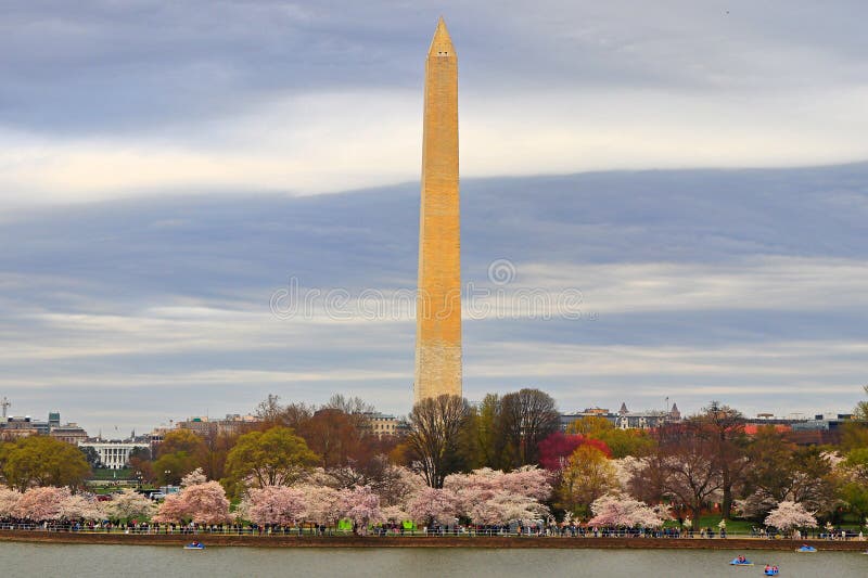 Washington Monument with Cherry Blossoms in Spring Stock Image - Image ...