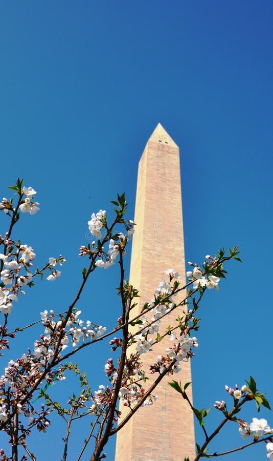 Washington Monument Och Blomstra Tree. Arkivfoto - Bild av färg ...