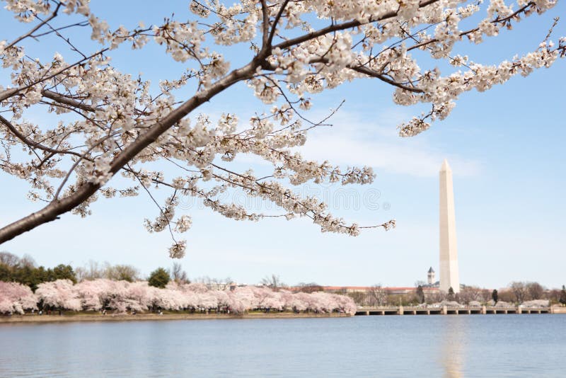 Washington Monument in Spring Stock Image - Image of flower, washington ...