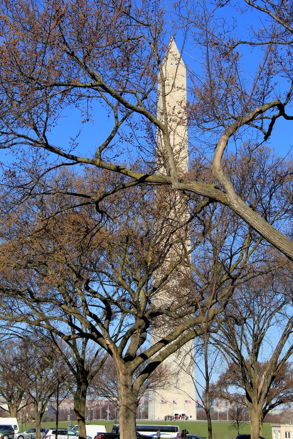 Washington Monument, Standing Tall Behind Budding Tree Branches of ...