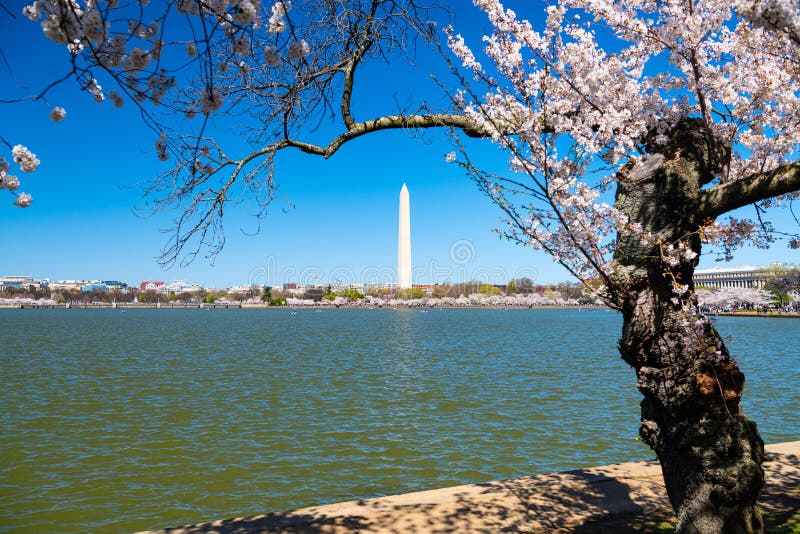 Washington Monument, Tidal Basin and Cherry Blossom Trees in Spring ...