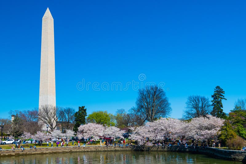 Washington Monument, Tidal Basin and Cherry Blossom Trees in Spring ...