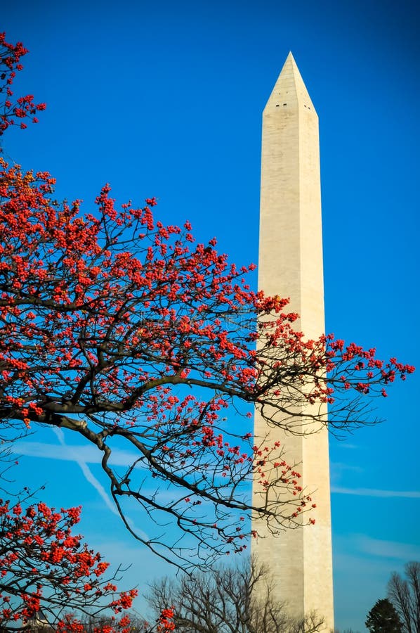 Washington Monument through a Tree Stock Image - Image of metropark ...