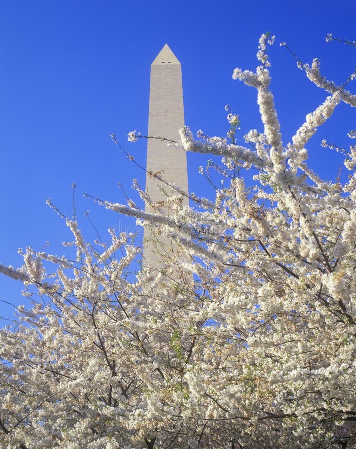 Washington National Monument Stock Photo - Image of freedom, blossoms ...