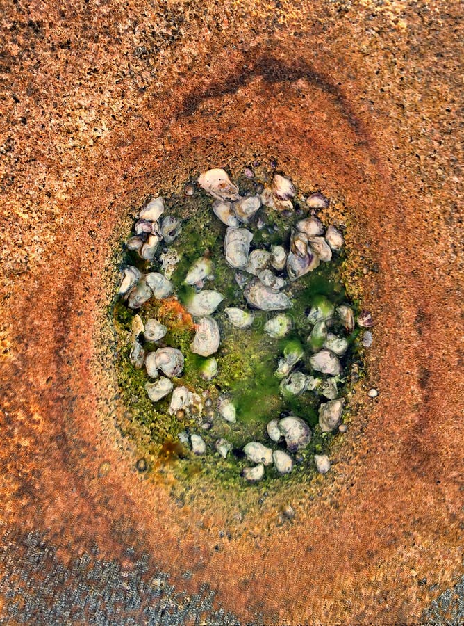 Washington Oaks Natural Rock Hole with Shells Stock Image - Image of ...