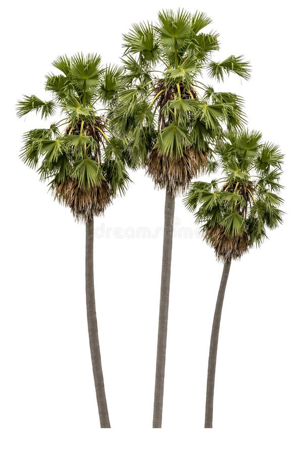 Washington Palm Tree Isolated on White Background with a High ... Washington Palm Tree Isolated on White Background with a High ...