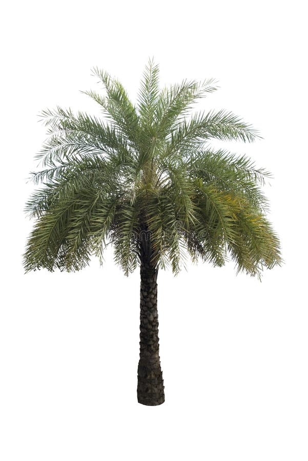 15+ High resolution tree isolated Free Stock Photos - StockFreeImages