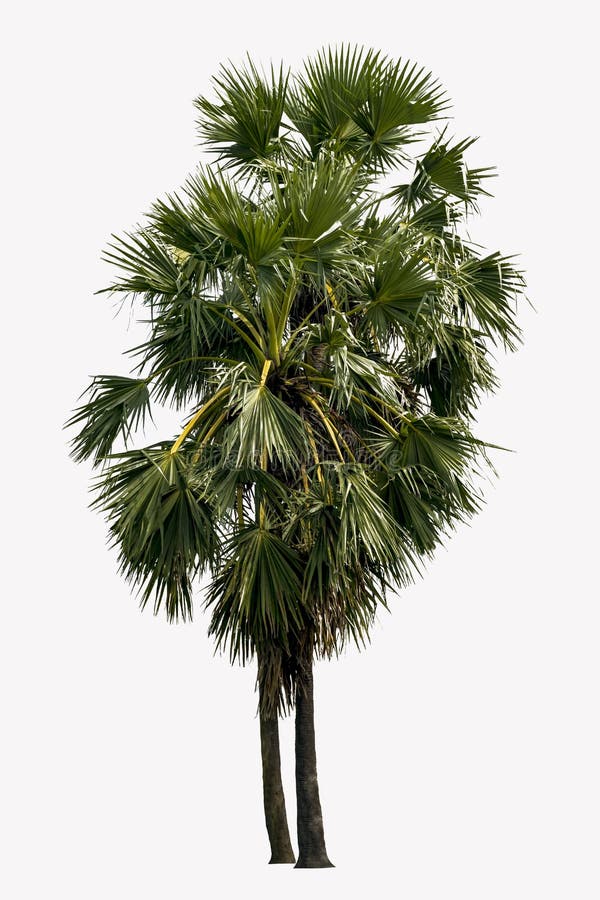 15+ High resolution tree isolated Free Stock Photos - StockFreeImages