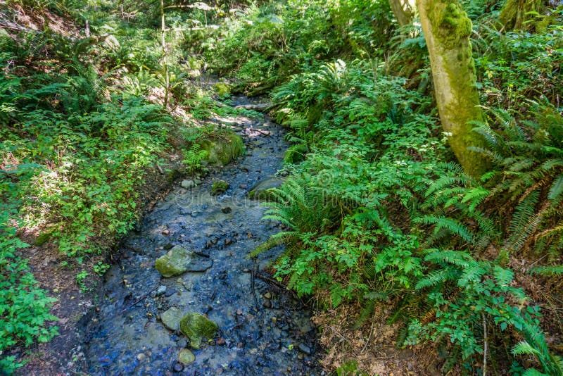 Washington Park Stream stock image. Image of washington - 255371855