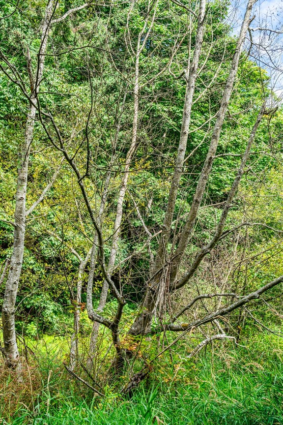 Washington Park Trees stock image. Image of park, dash - 290162961