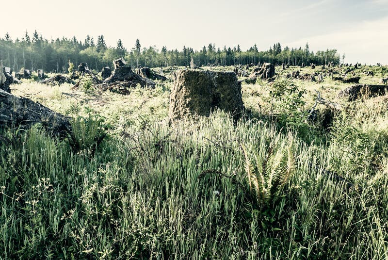 Washington State - Deforestation Stock Photo - Image of ecological ...
