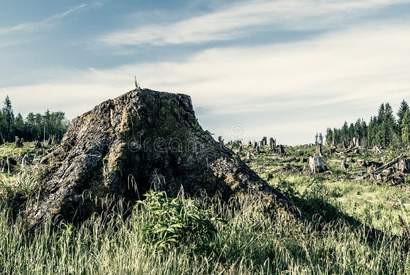 Washington State - Deforestation Stock Image - Image of secluded ...