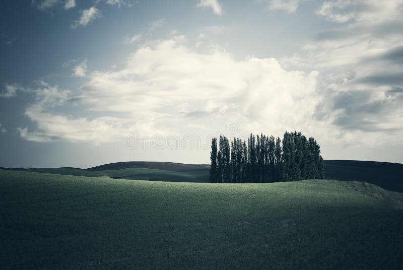 Washington State - Poplar Trees in the Palouse Stock Photo - Image of ...