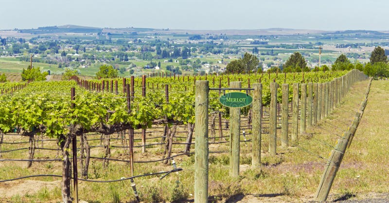 Washington Vineyard in Spring Stock Image - Image of vineyards, rows ...