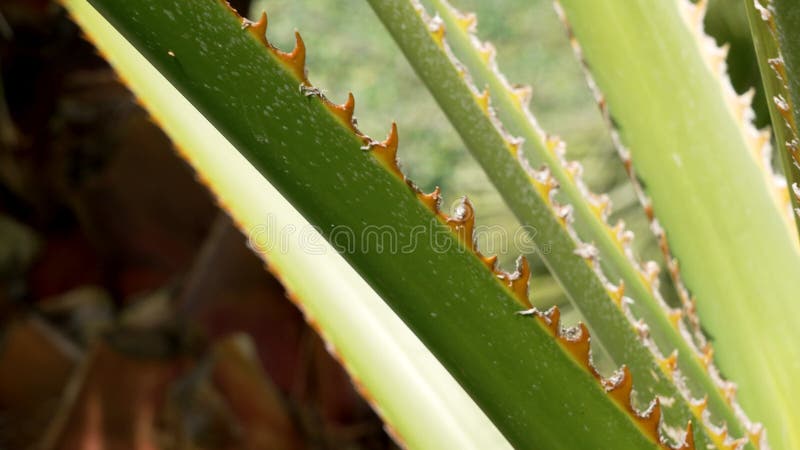 Washingtonia Filifera Palm Tree. Sharp Golden Thorns of Stem Stock ...