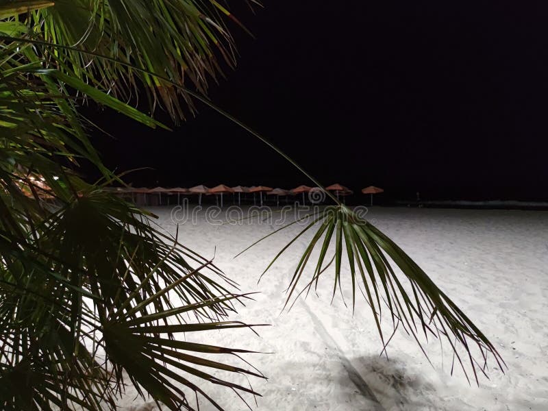 Washingtonia Palm Branches on an Empty Night Beach Stock Image - Image ...