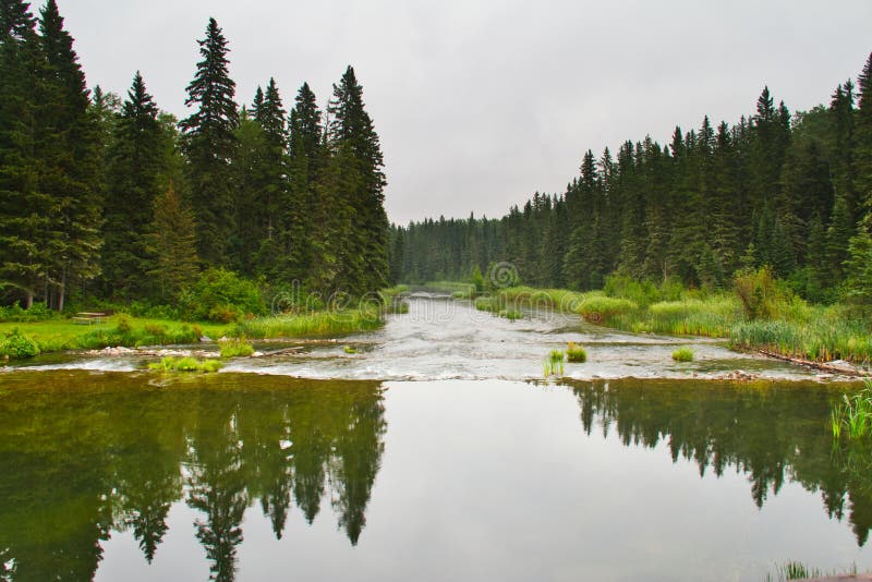 A Calm River Flowing through a Forest Stock Photo - Image of pine ...
