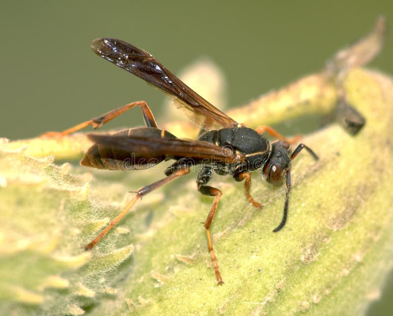 Wasp stock photo. Image of wasp, macro, nature, outdoors - 1167898