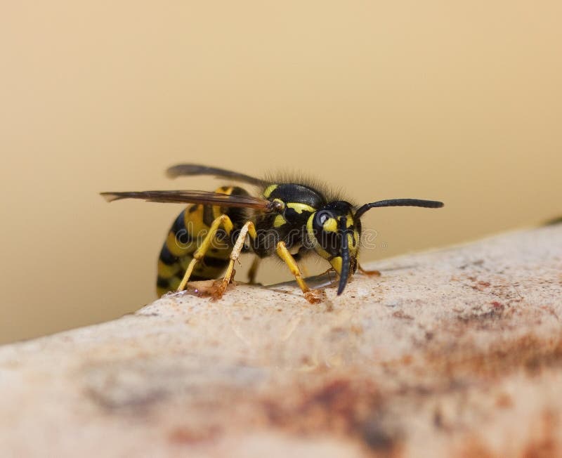Wasp stock image. Image of illustrations, summer, nature - 13095771