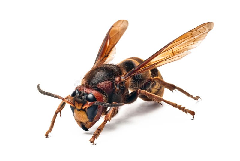 Xenos Vesparum. a Member of Strepsiptera Stock Photo - Image of xenos ...