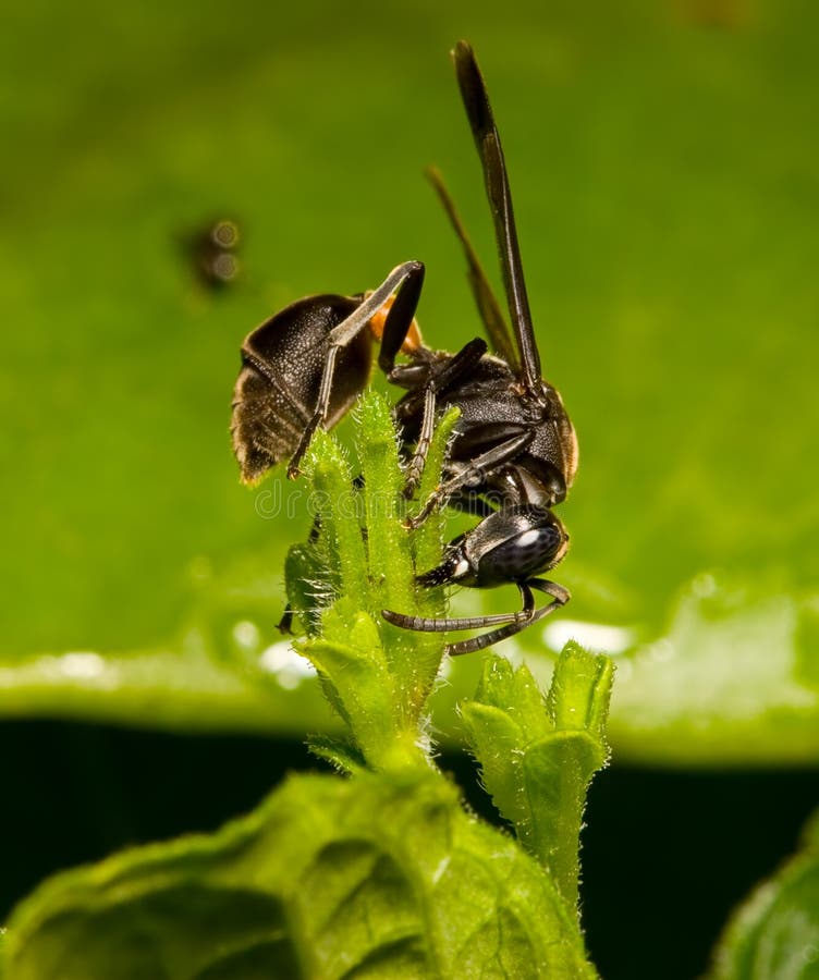 Wasp stock image. Image of pest, wasp, nature, closeup - 160159