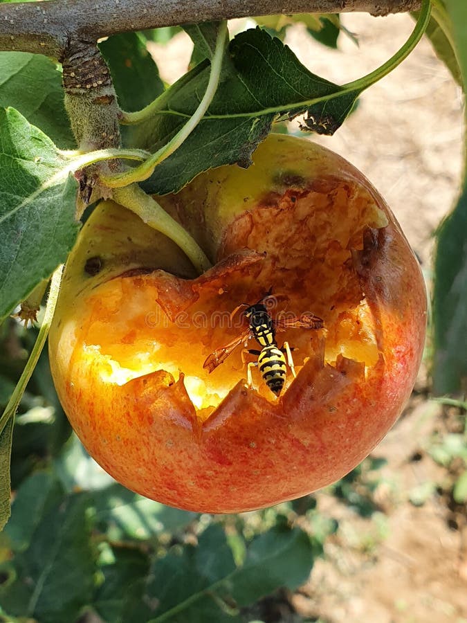 Wasp stock image. Image of tree, apple, farm, wasp - 164249129